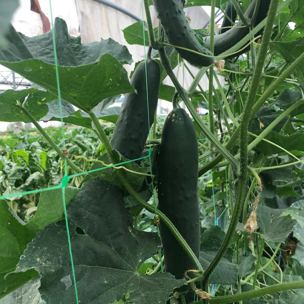 Concombre Noa - La bêle boutique